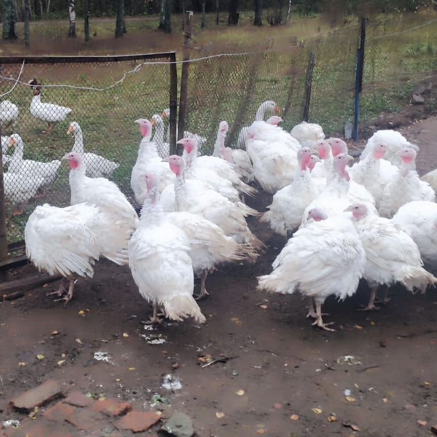 Индюки домашние на мясо