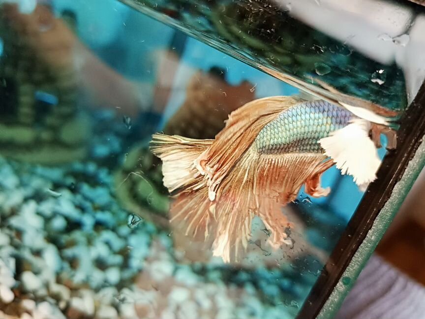 Аквариум с рыбкой Петушок