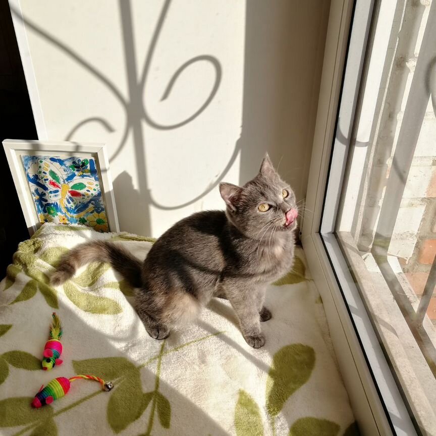 Котёнок