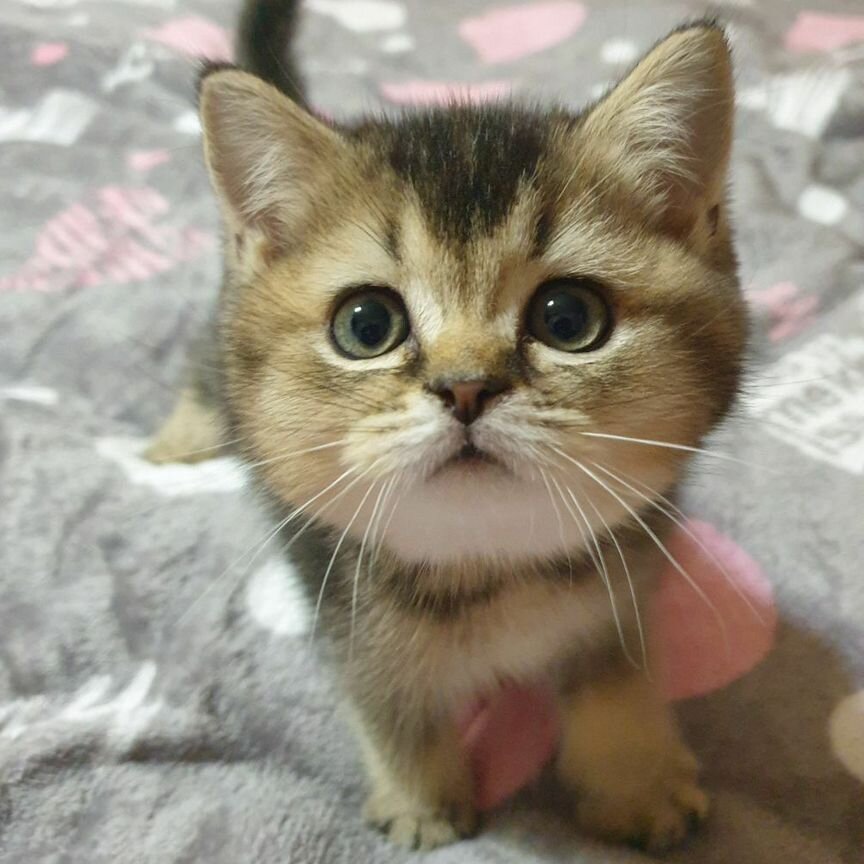 Шотландский прямоухий короткошёрстный котёнок