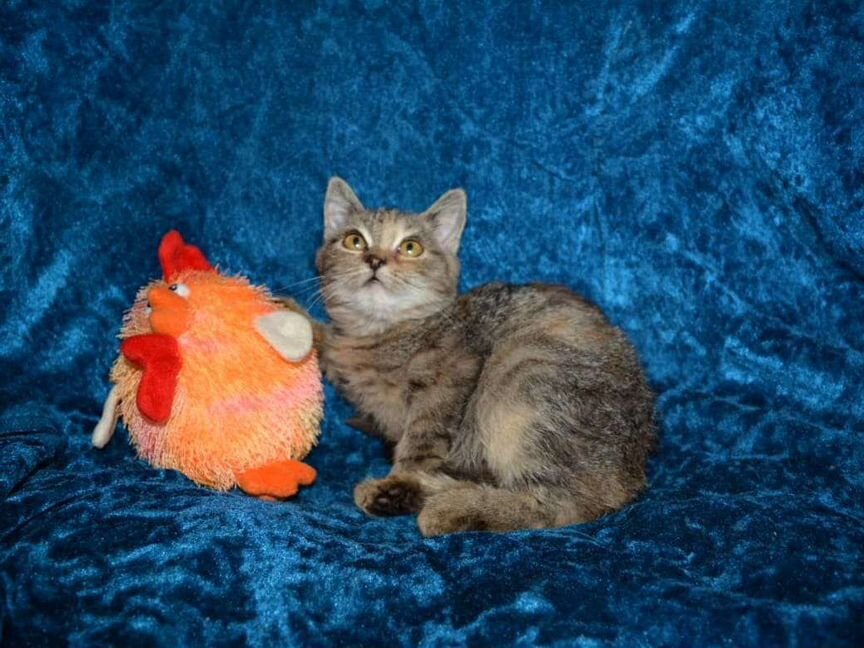 Кошечка то британки