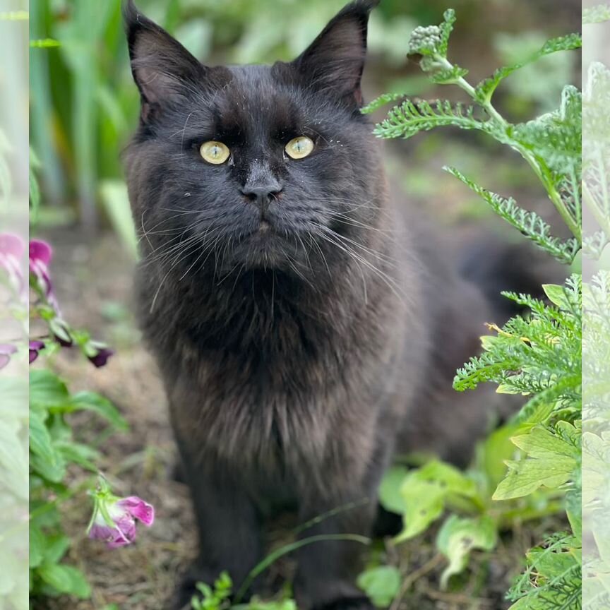 Кот мейн-кун черный