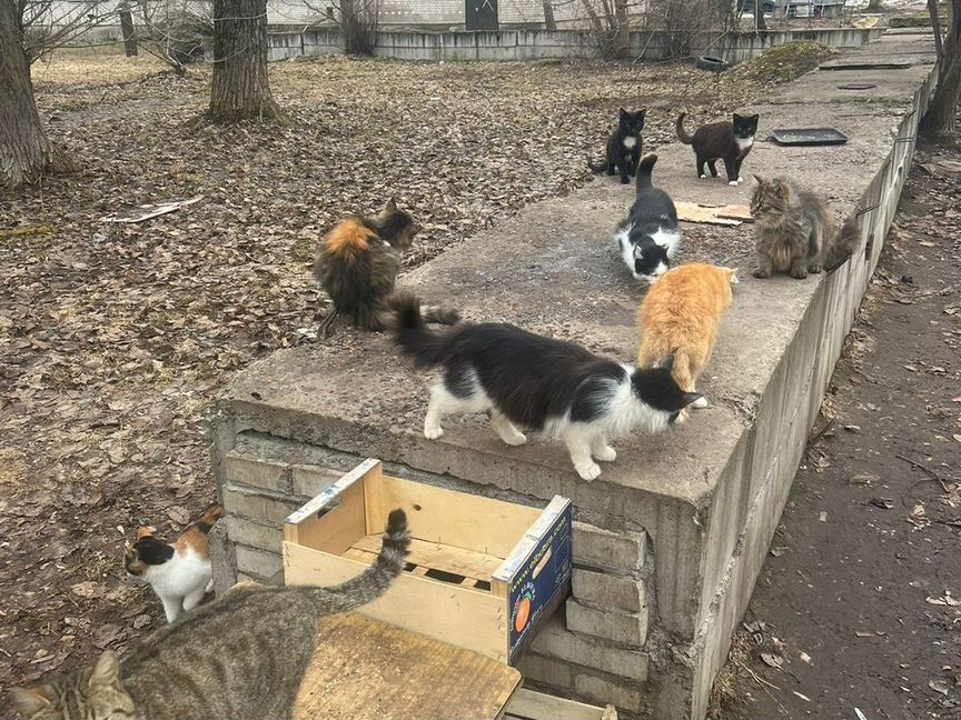 Красивые милые кисы