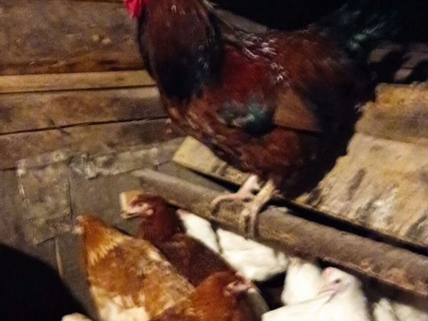 Куры несушки