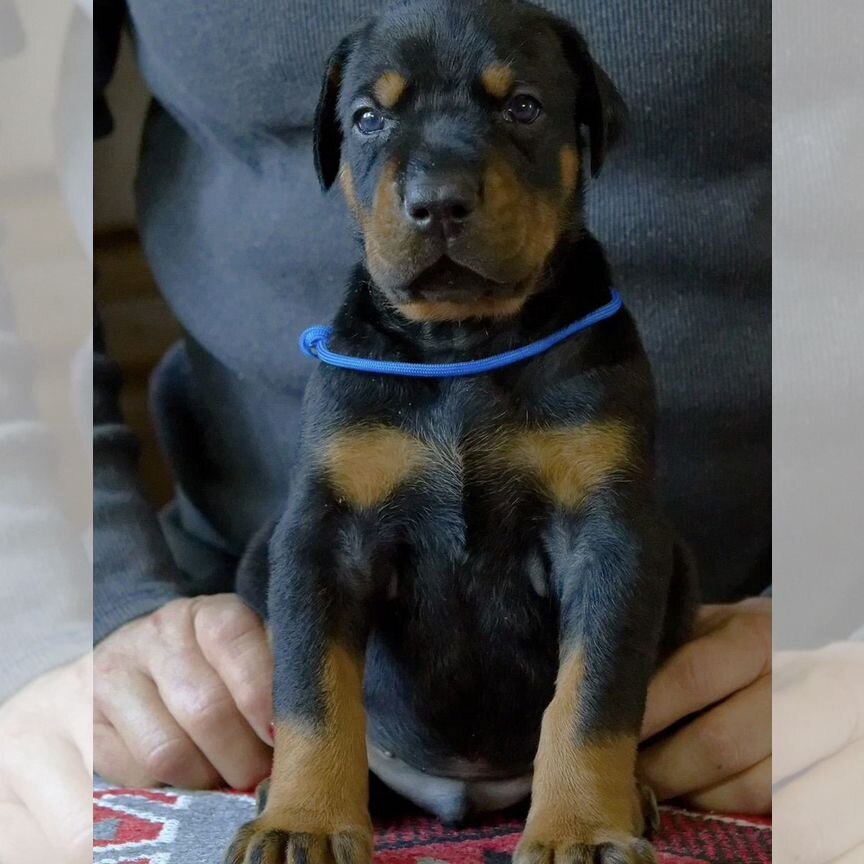 Доберман, щенок