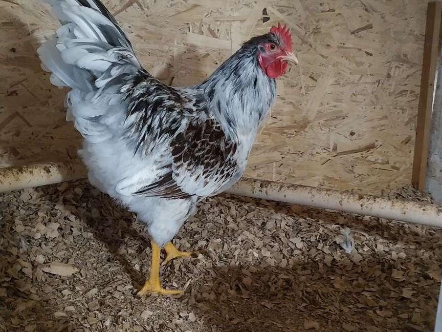 Петух Барневельдер