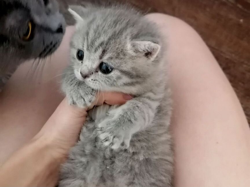 Шотландские вислоухие котята