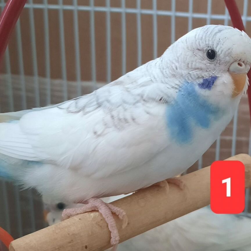 Волнистый попугай