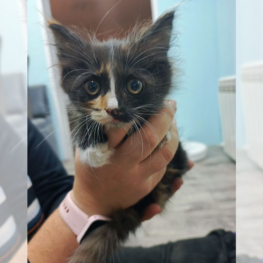 Отдам котенка в добрые руки