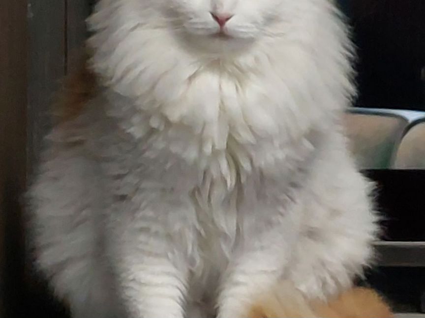 Котики бесплатно в добрые руки