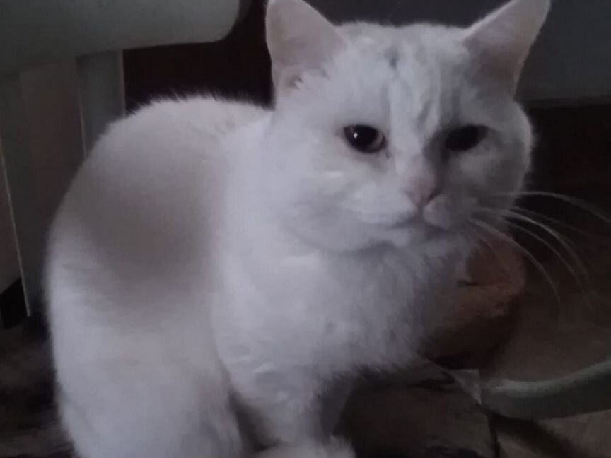 Кот 2 лет в добрые руки