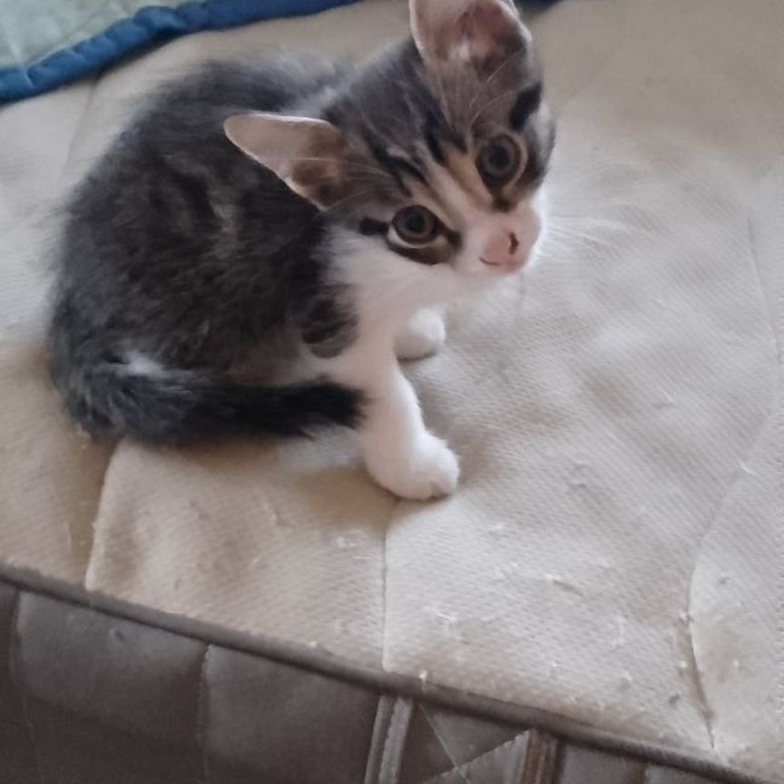 Отдаю в добрые руки