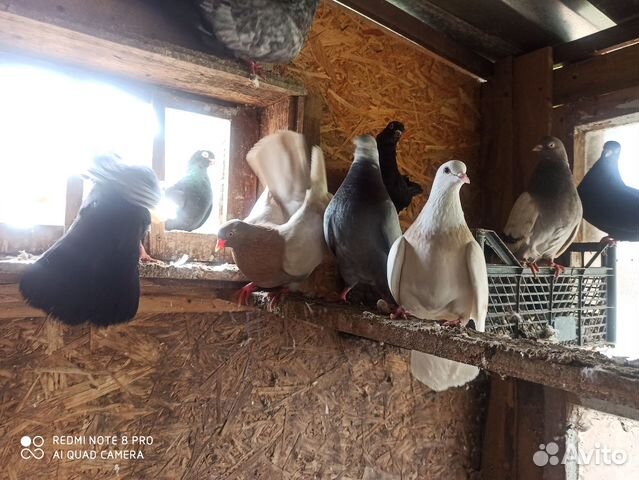 Продам голубей Свердловские
