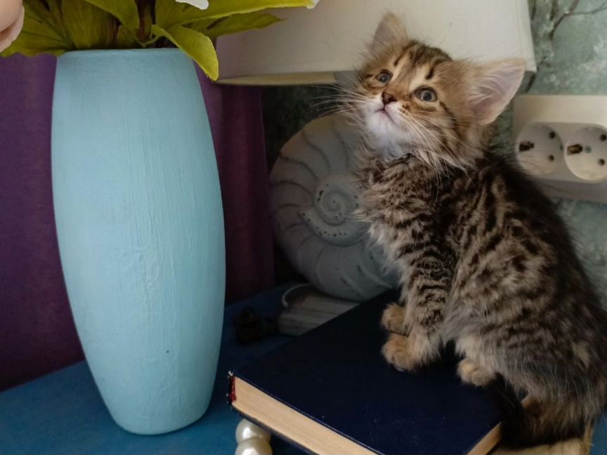 Сибирские котята