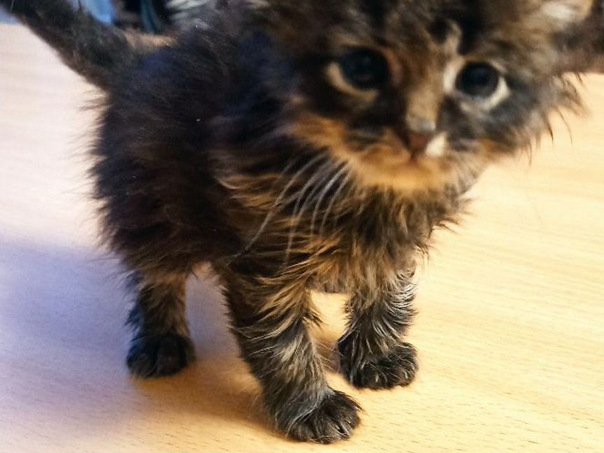 Котята