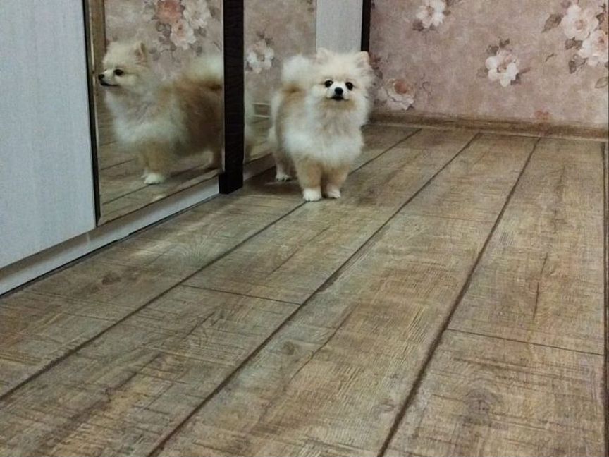 Померанский шпиц мини