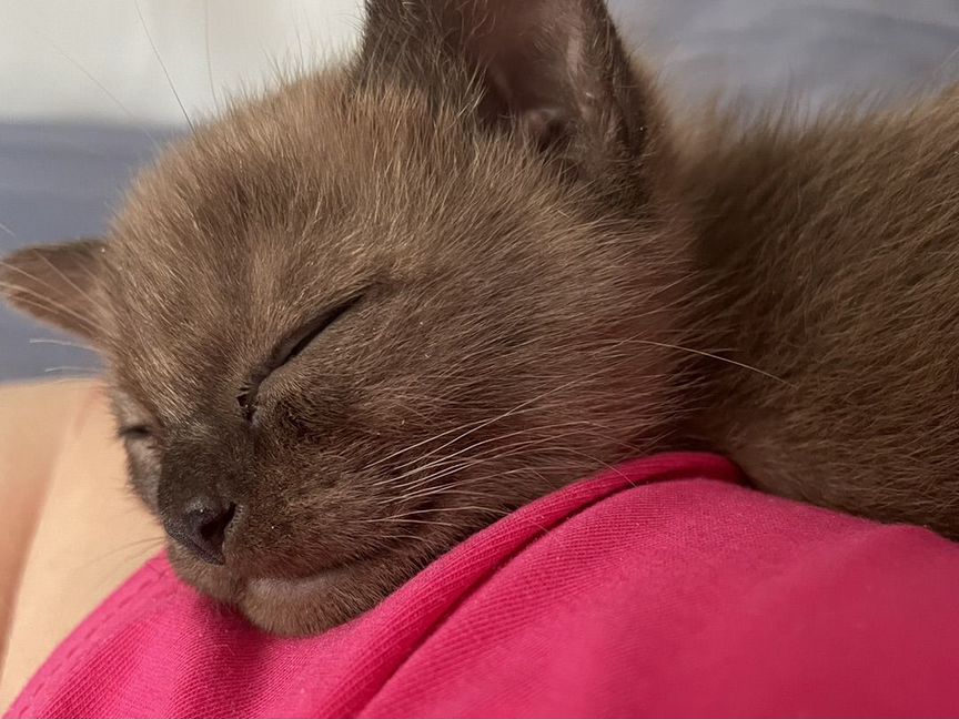 Бурманская порода