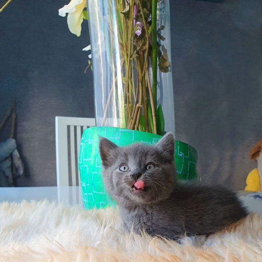 Русские голубые котята