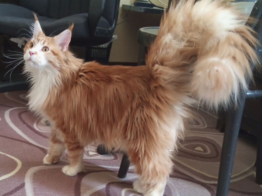 Котики шестипалые поли от этого кота