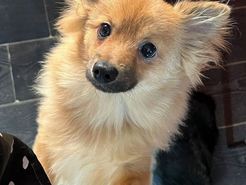 Щенки шпица