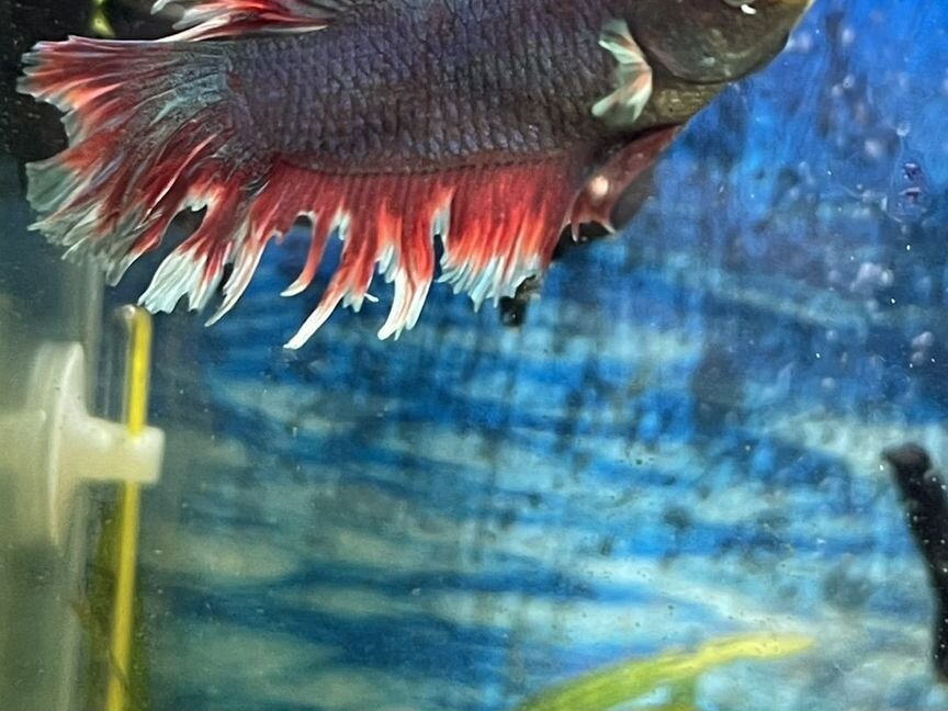 2 самки рыбки петушка