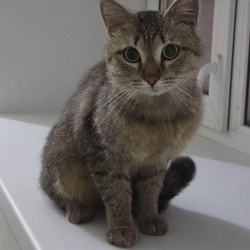 Русский голубой котёнок