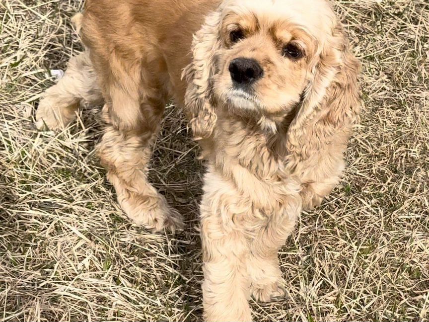 Кокер спаниель амкокер