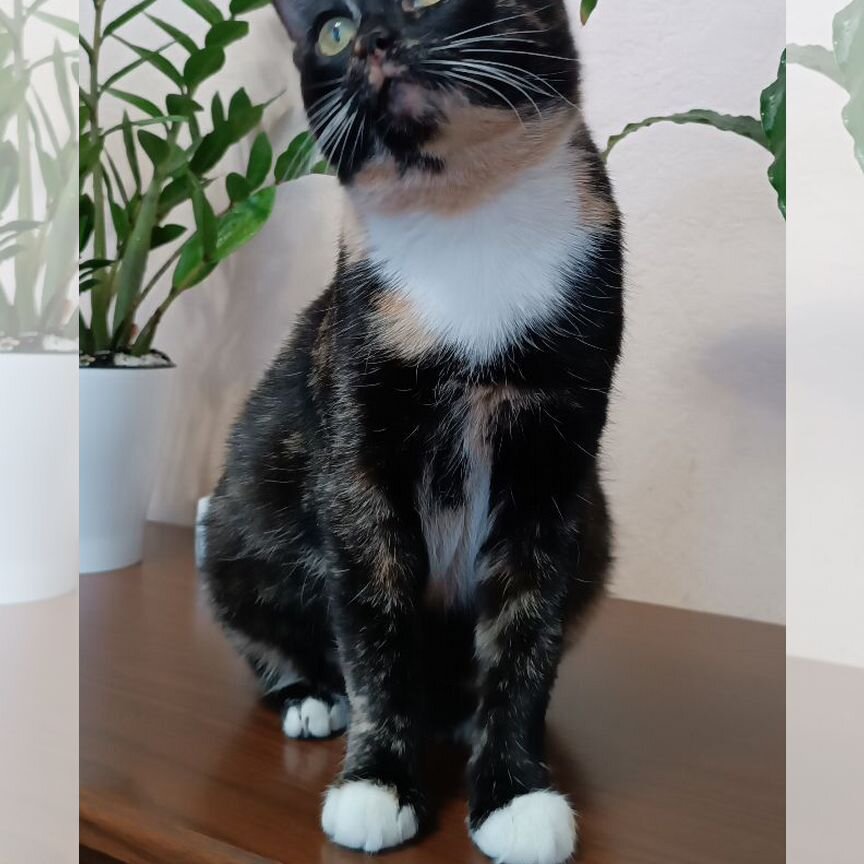 Кошка в добрые руки