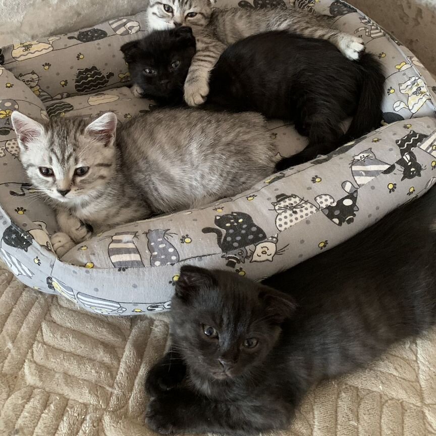 Британский короткошёрстный котёнок