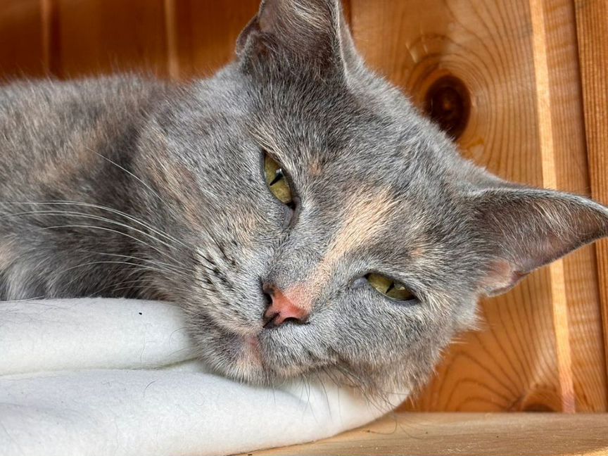 Кошка Сирена будет мурчать вам песни