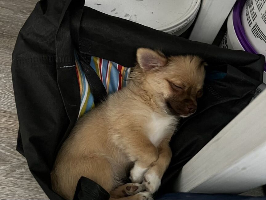 Чихуахуа щенок