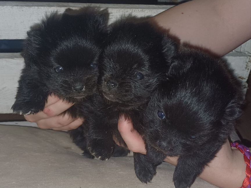 Шпицешарики