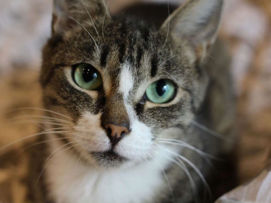Кошка Чоко в дар