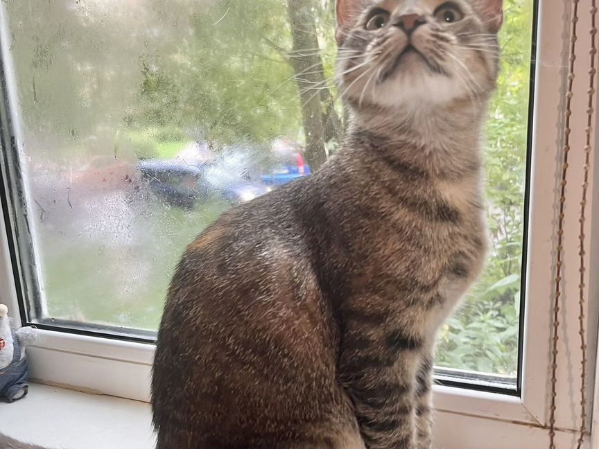 Кошка Юлька отдам в добрые руки