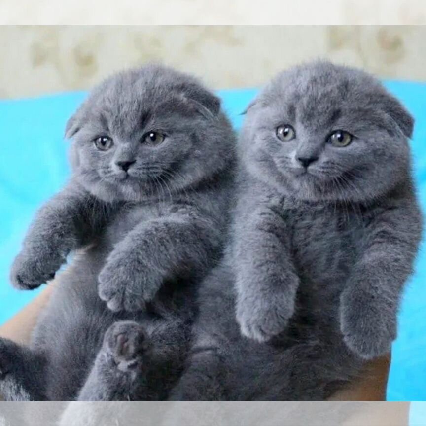 Шикарные вислоухие плюшки