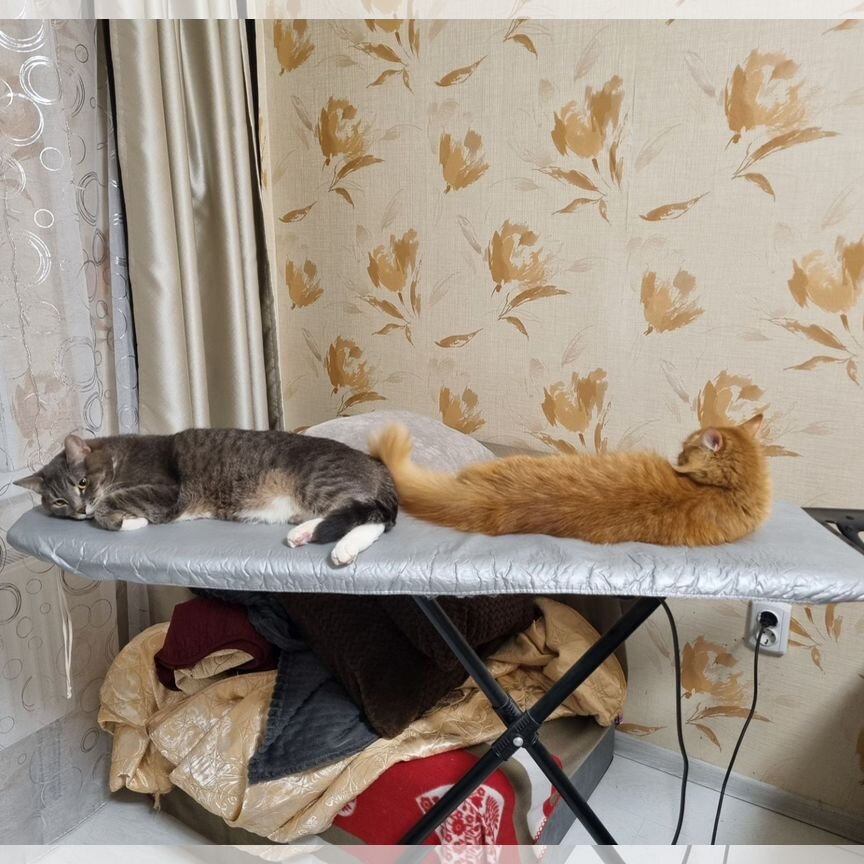 Взрослая, кошка в добрые руки