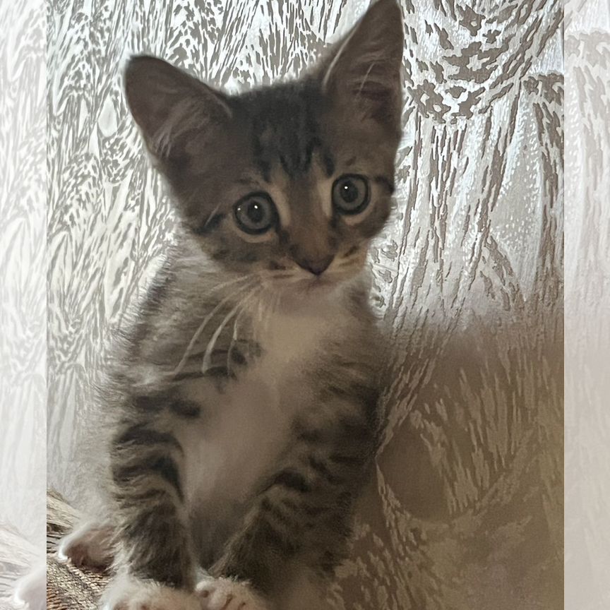 Мейн-кун котёнок