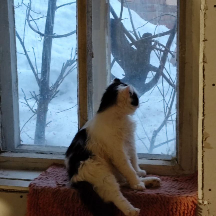 Кот ищет дом