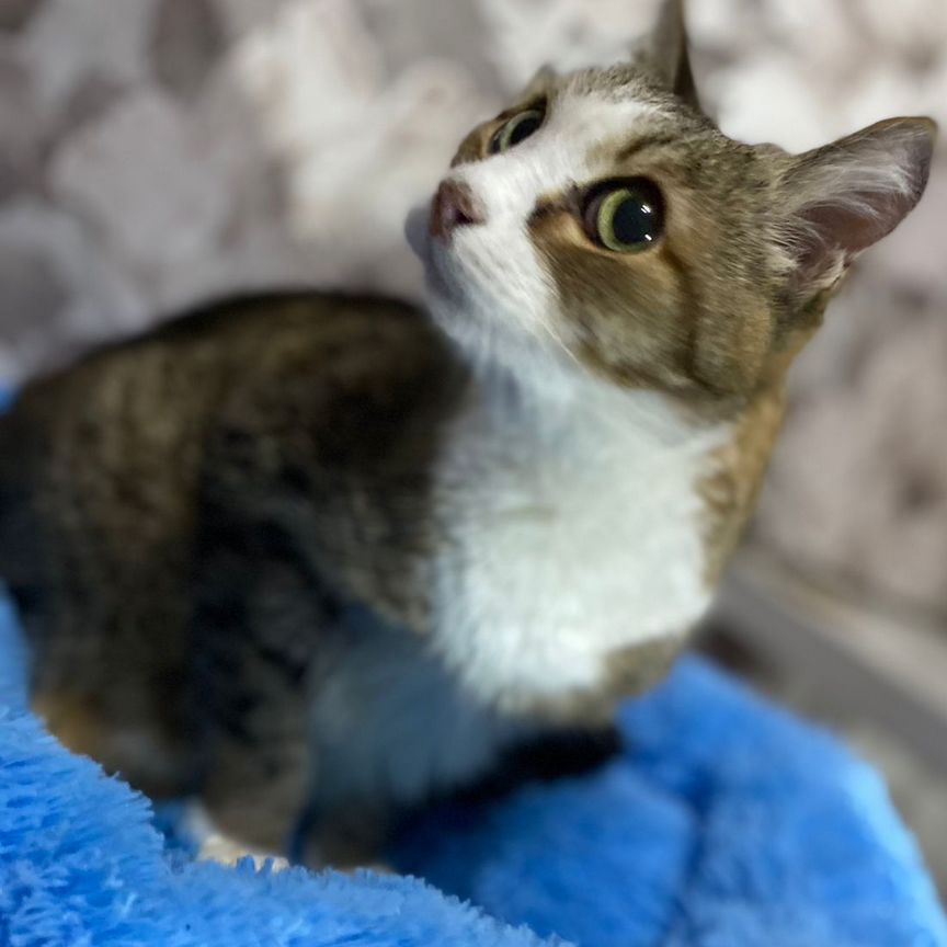 Взрослый кот в добрые руки