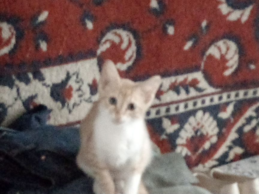 Рыжий котик