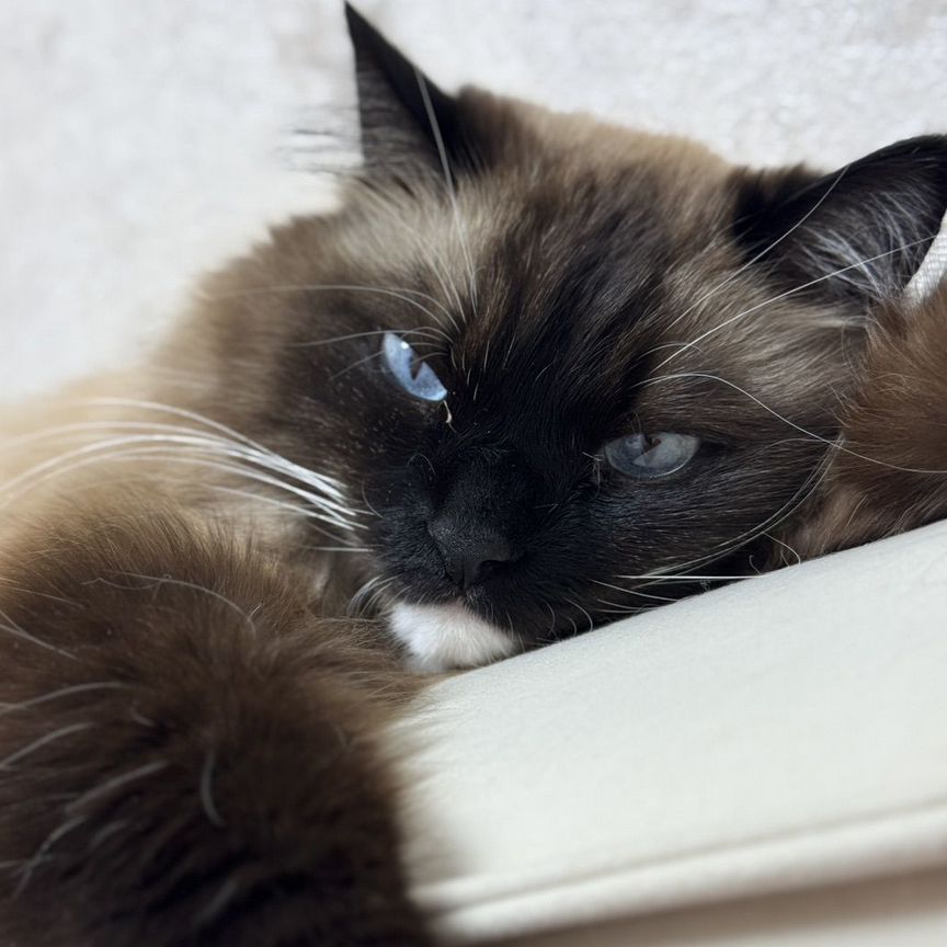 Невский маскарадный, взрослый кот