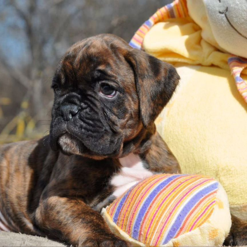 Боксер щенки