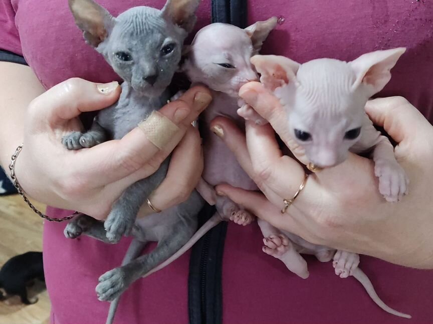 Донской сфинкс котята
