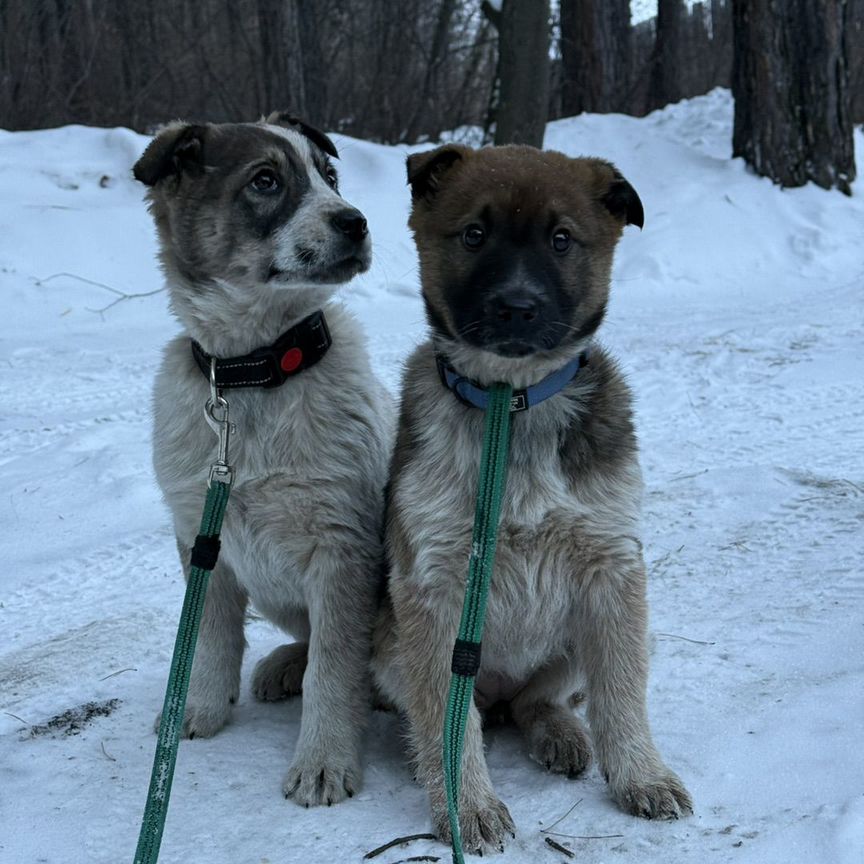 Щенок в добрые руки