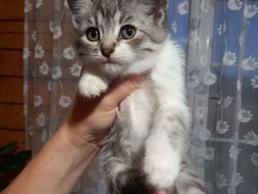 Котята даром,Крупные Пушистики