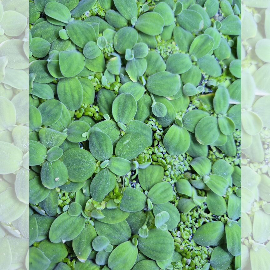 Пистия и роголистник бесплатно