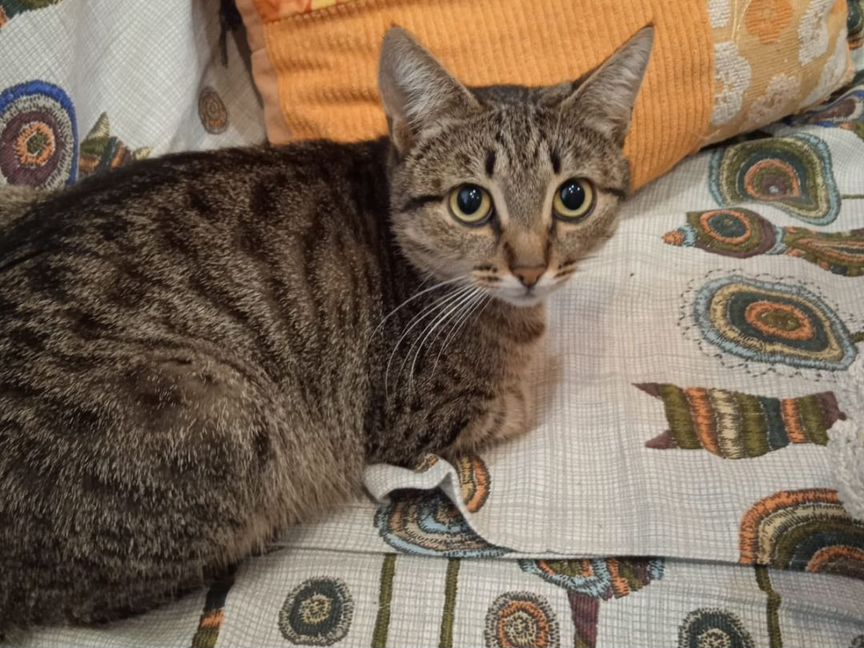 Кошка в дар бесплатно