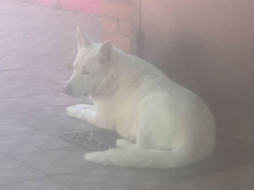 Швейцарская овчарка