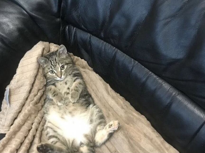 Черный мрамор котенок