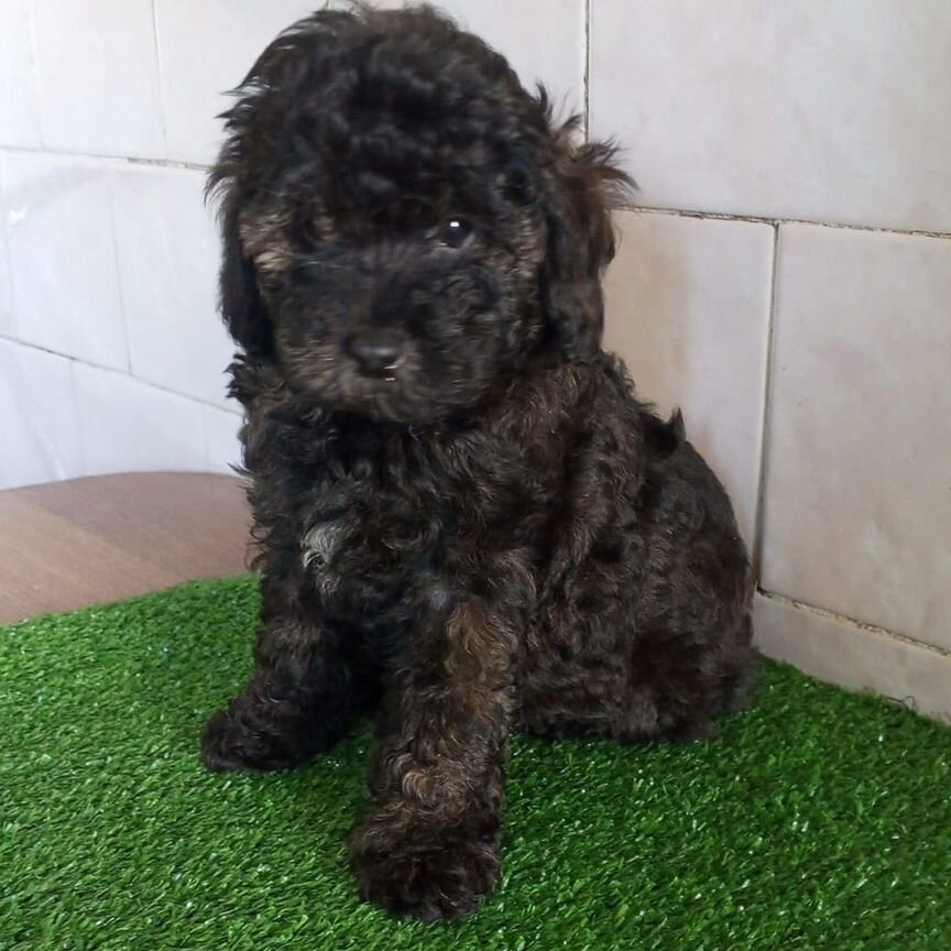 Той-пудель, щенок